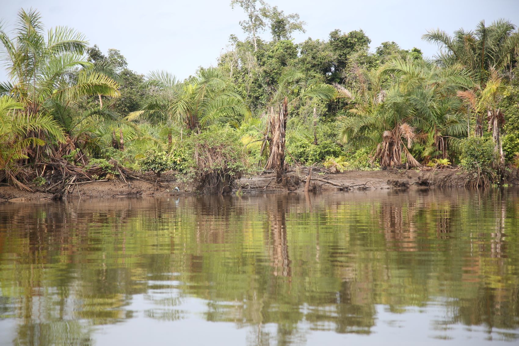 CAMERR: Cameroon Mangrove Ecosystem Restoration & Resilience
