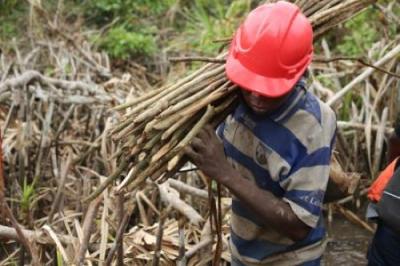CAMERR: Cameroon Mangrove Ecosystem Restoration & Resilience